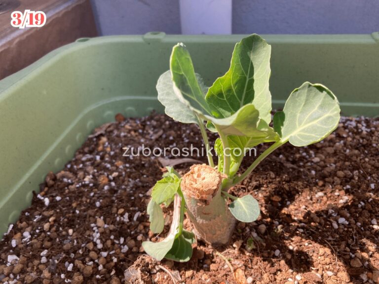 ブロッコリーを冬越しして挿し芽栽培に挑戦！ | ズボラ式